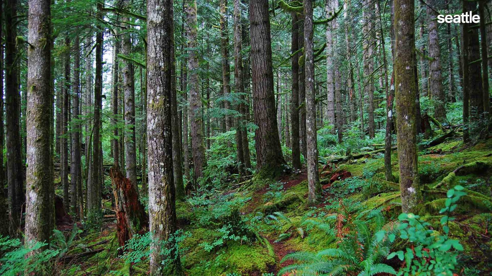 Downloadable Seattle backgrounds for Zoom - Visit Seattle